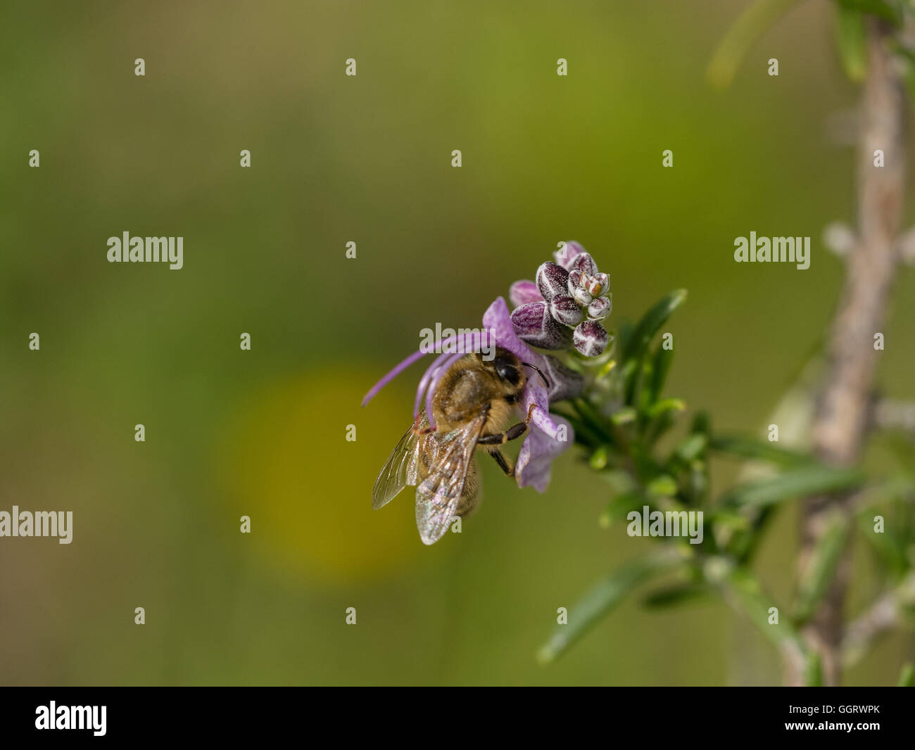 Canberra flowers hi-res stock photography and images - Alamy