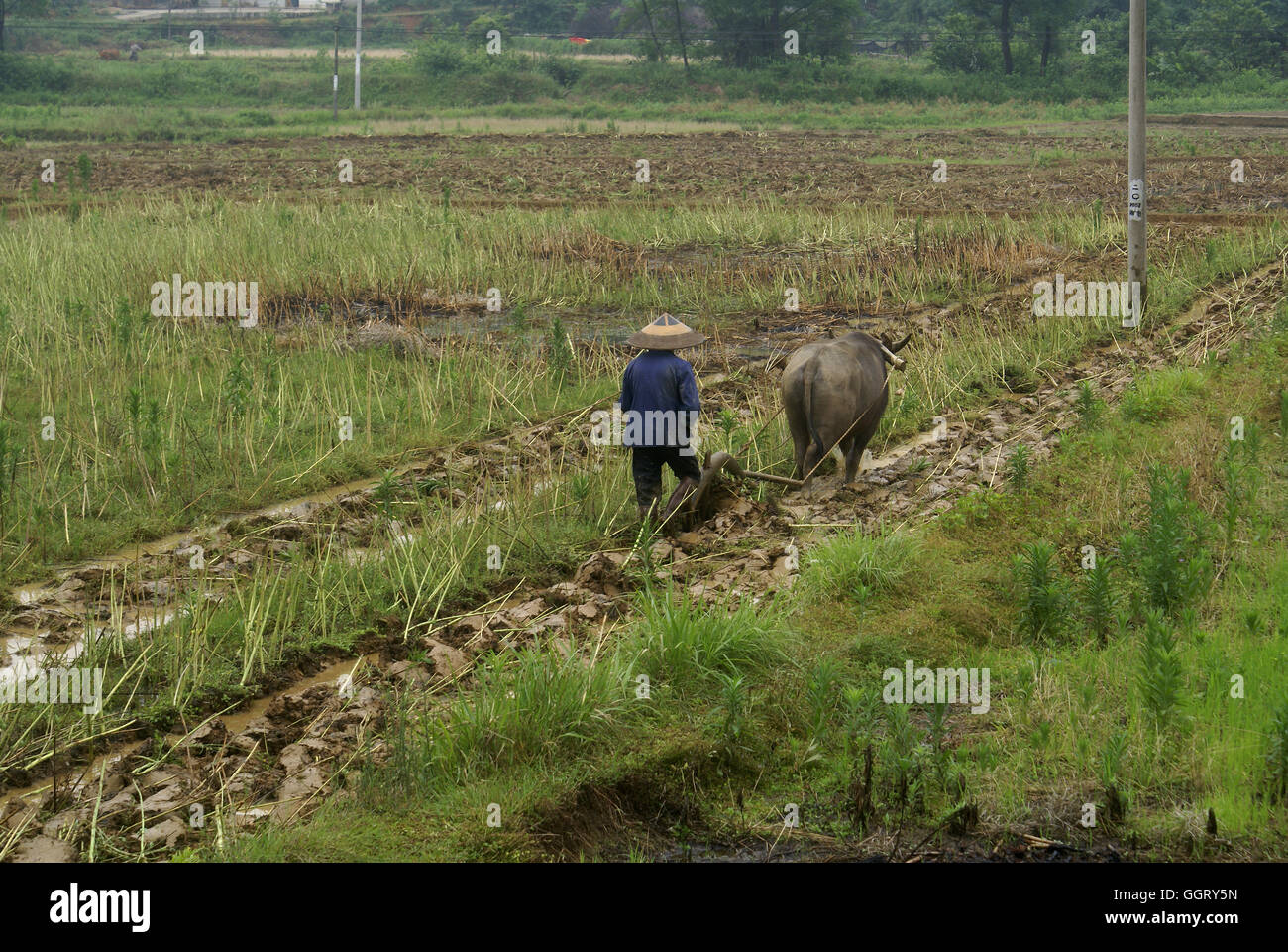 Farmer plowing a field with his water buffalo in Liuyang - Hunan ...
