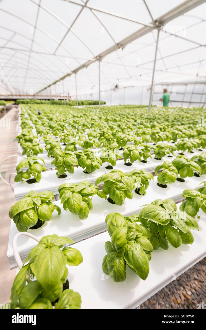 Rows of green basil in greenhouse Stock Photo - Alamy
