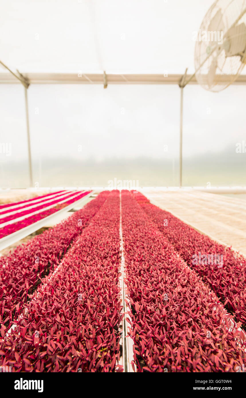 Rows of red plants in greenhouse Stock Photo - Alamy