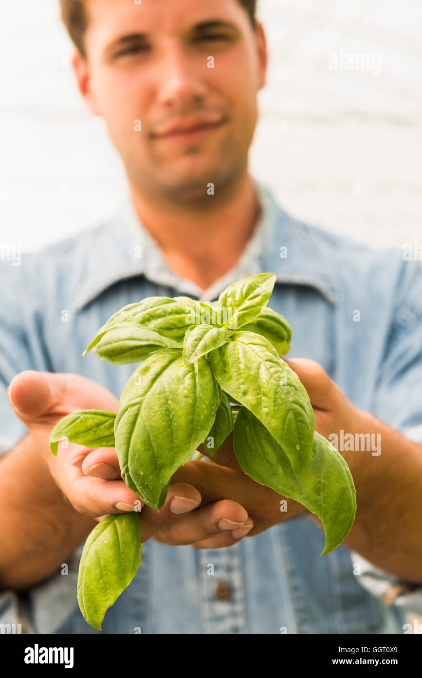 Caucasian man holding green basil plant Stock Photo - Alamy