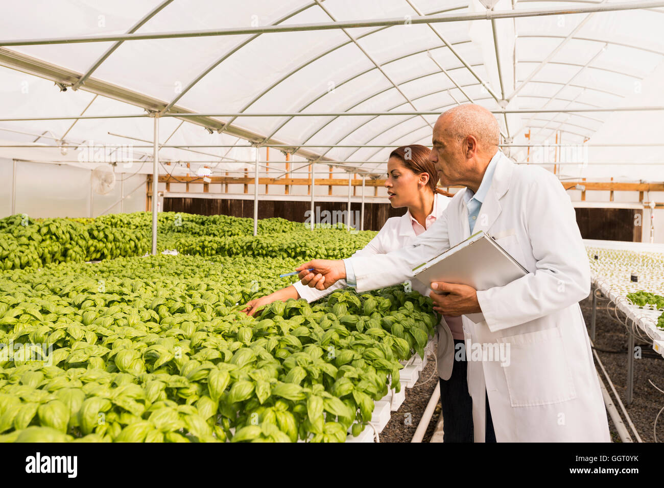 Scientists checking green basil plants in greenhouse Stock Photo - Alamy