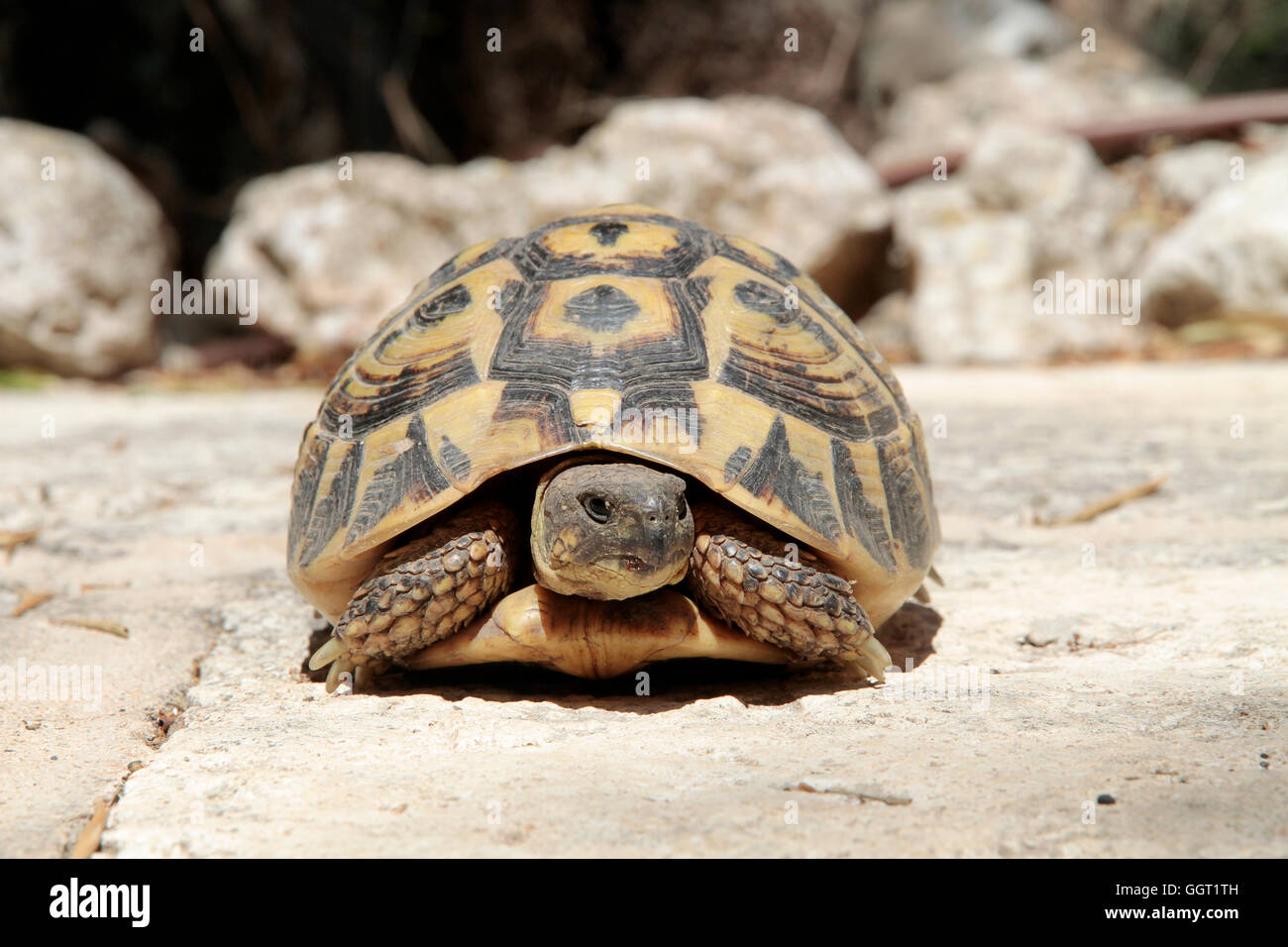 land turtle Menorca Spain Stock Photo - Alamy