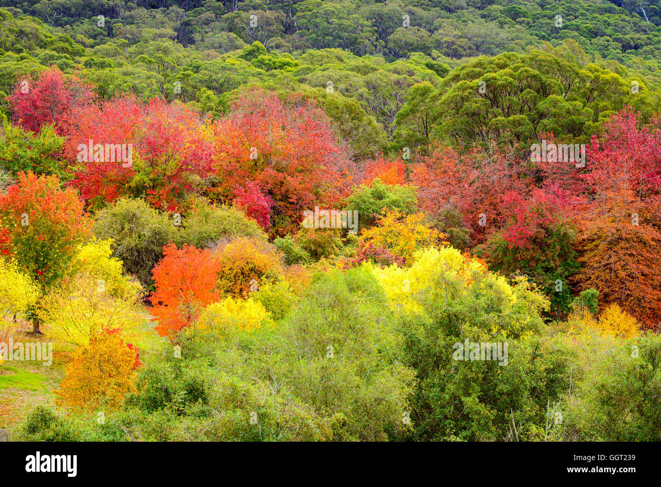 Australia landscape autumn colors in hi-res stock photography and ...