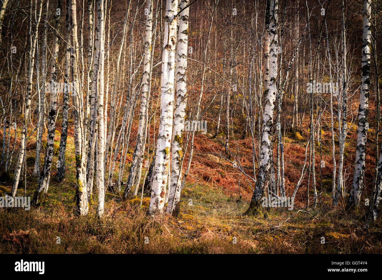 Silver birch woodland hi-res stock photography and images - Alamy