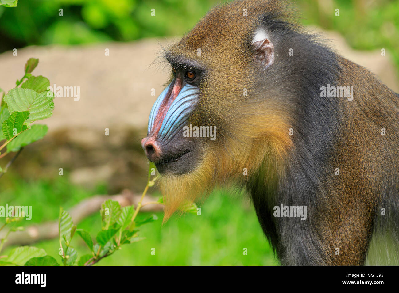Mandrill (Mandrillus sphinx) looking for food close-up Stock Photo - Alamy