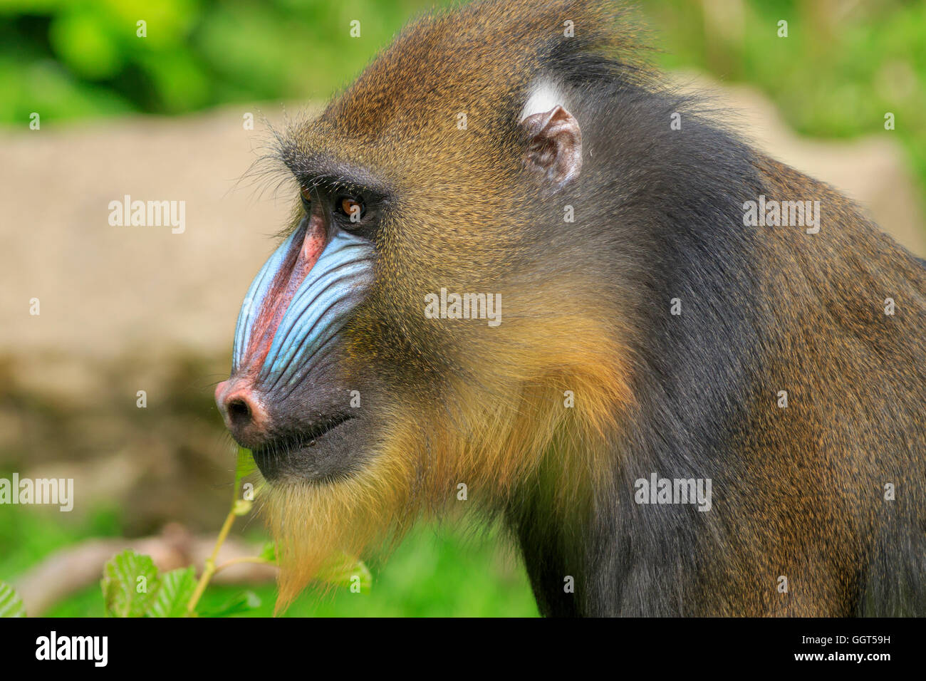 Mandrills forest hi-res stock photography and images - Alamy