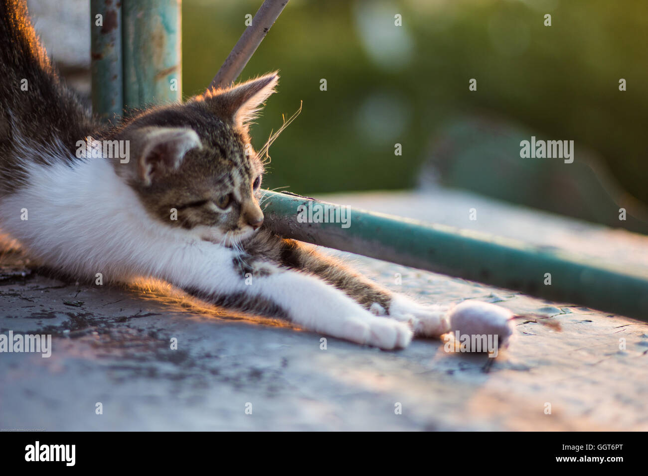 kitty playing in the morning Stock Photo - Alamy