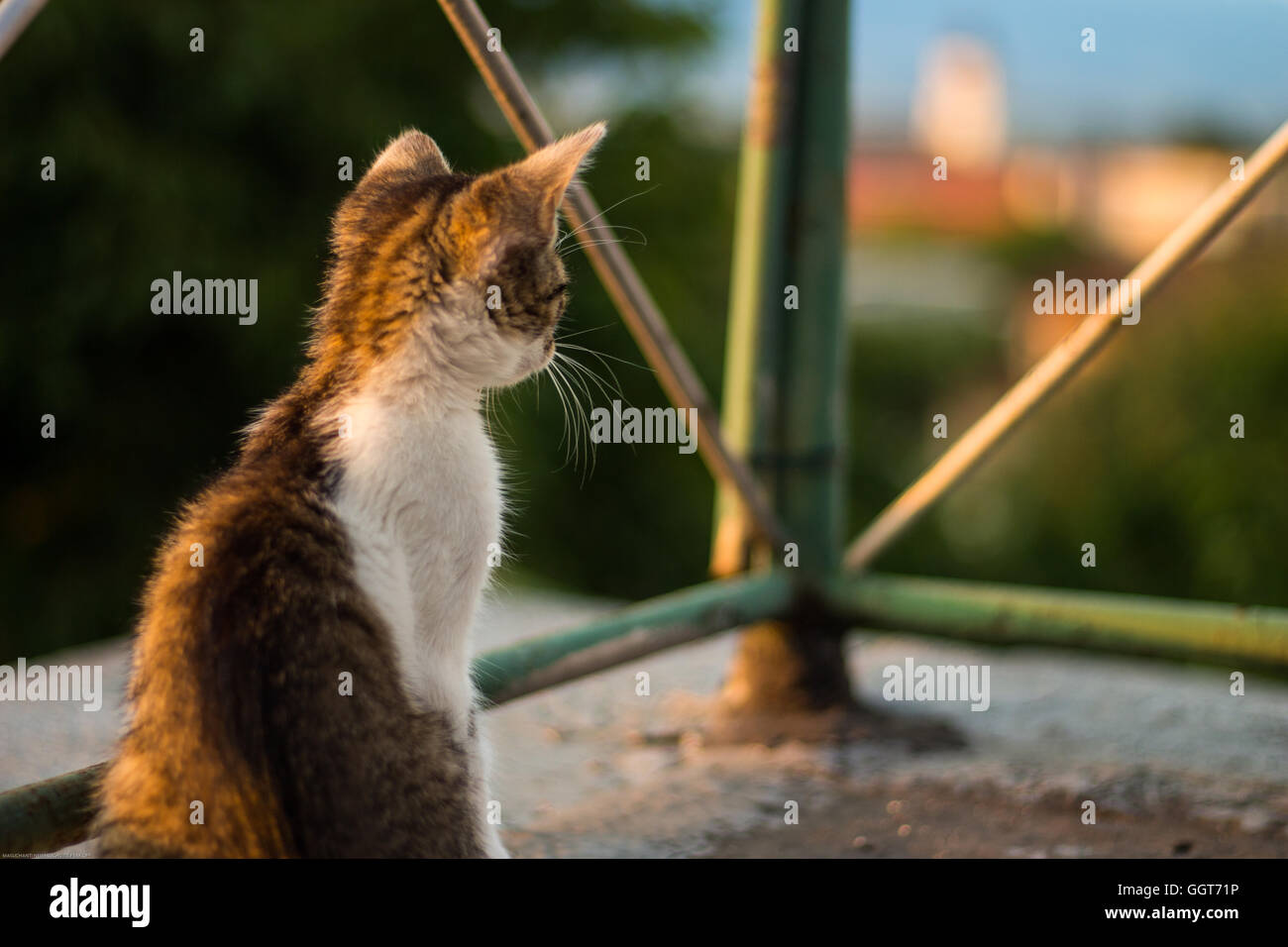 kitty playing in the morning Stock Photo - Alamy