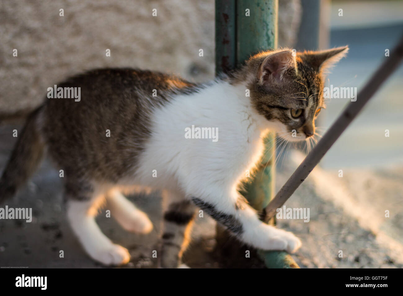 Cat watching in the morning Stock Photo - Alamy