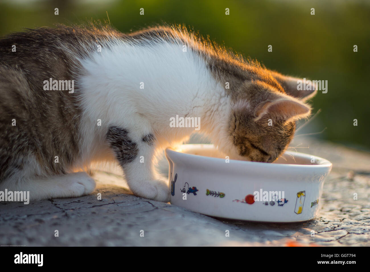 Cat eating food Stock Photo - Alamy