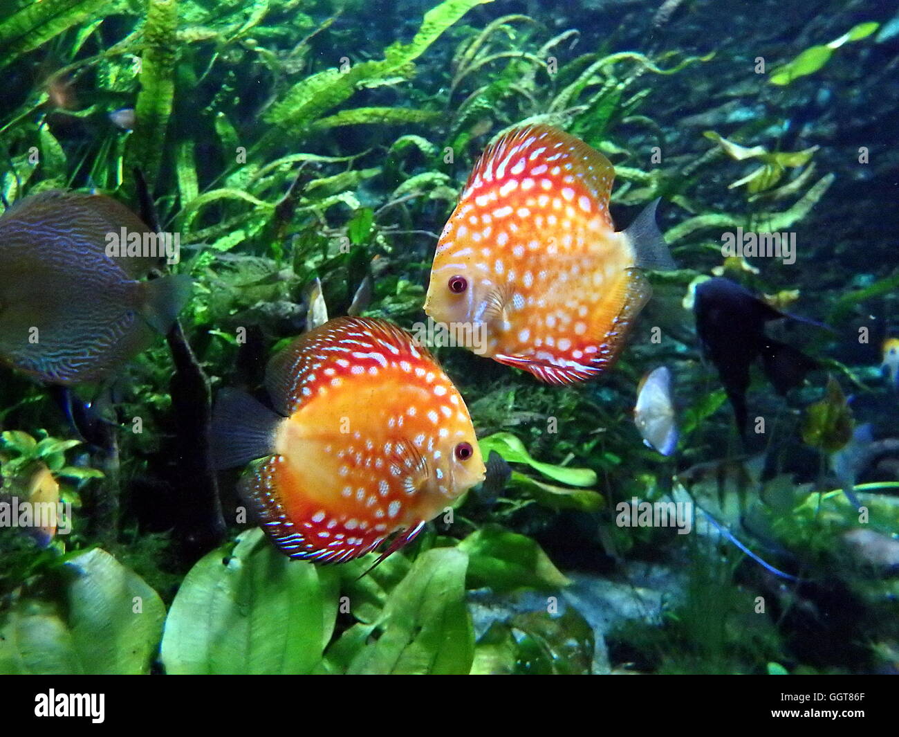 discus fish, colorful tropical discus fish Stock Photo - Alamy