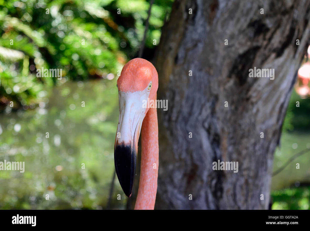 A flamingo looking at the camera Stock Photo - Alamy