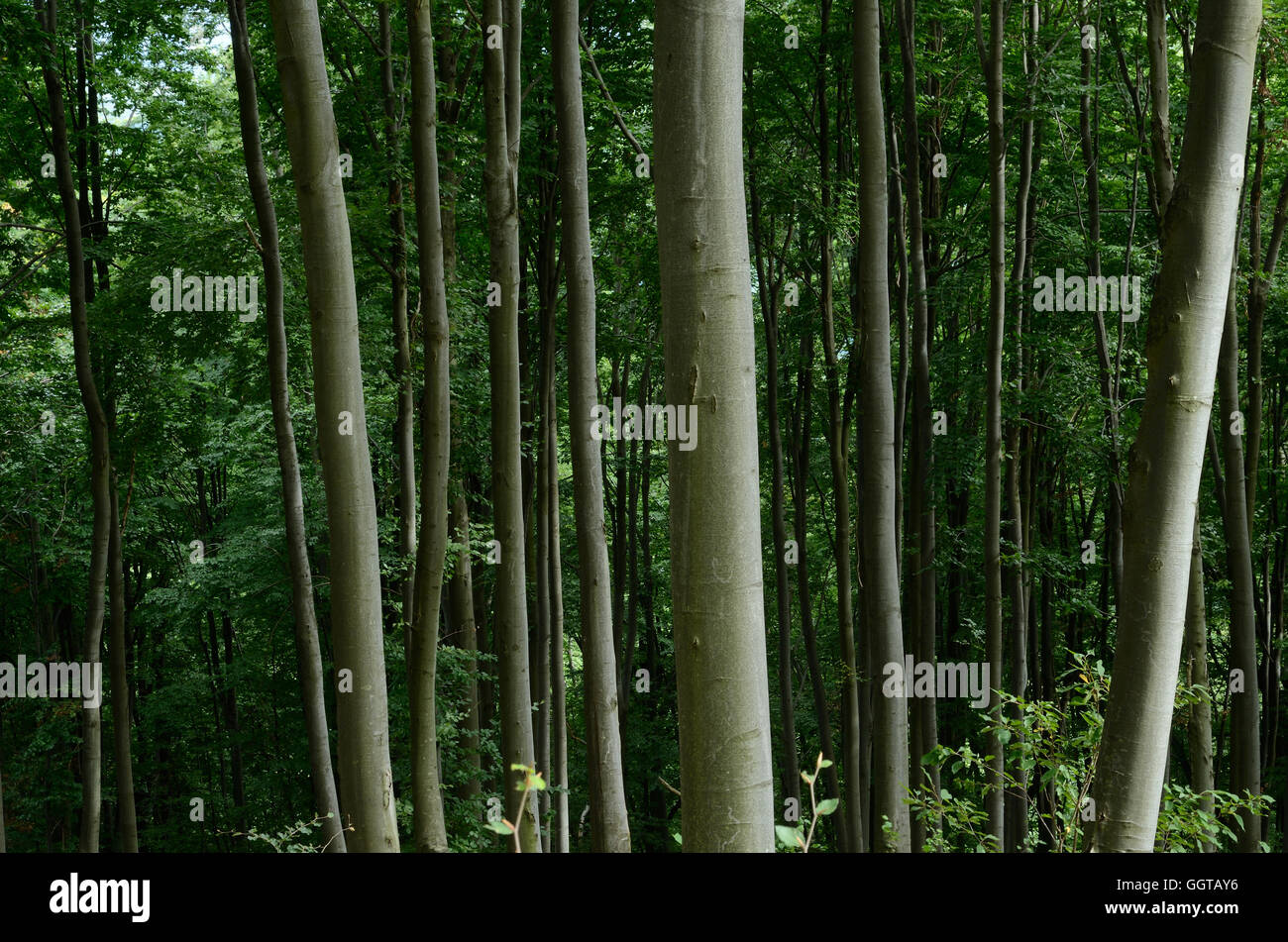 Primeval beech forest of Carpathians, Western Ukraine,unesco heritage ...