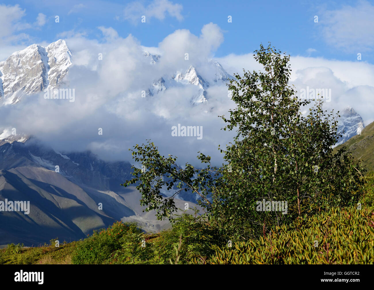 Birch tree in Caucasus mountains,Upper Svaneti at famous trekking route ...