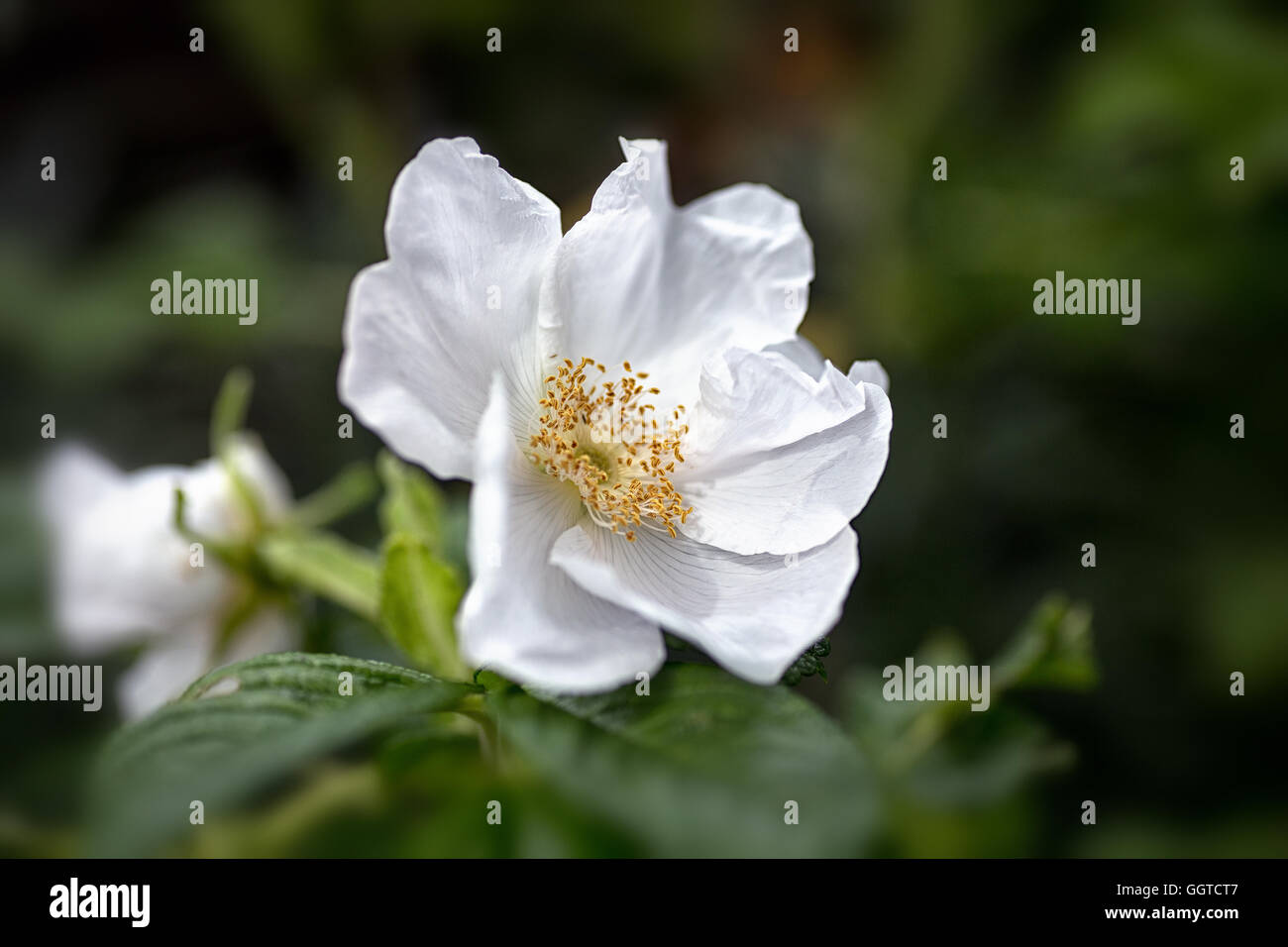 Rosa alba hi-res stock photography and images - Alamy
