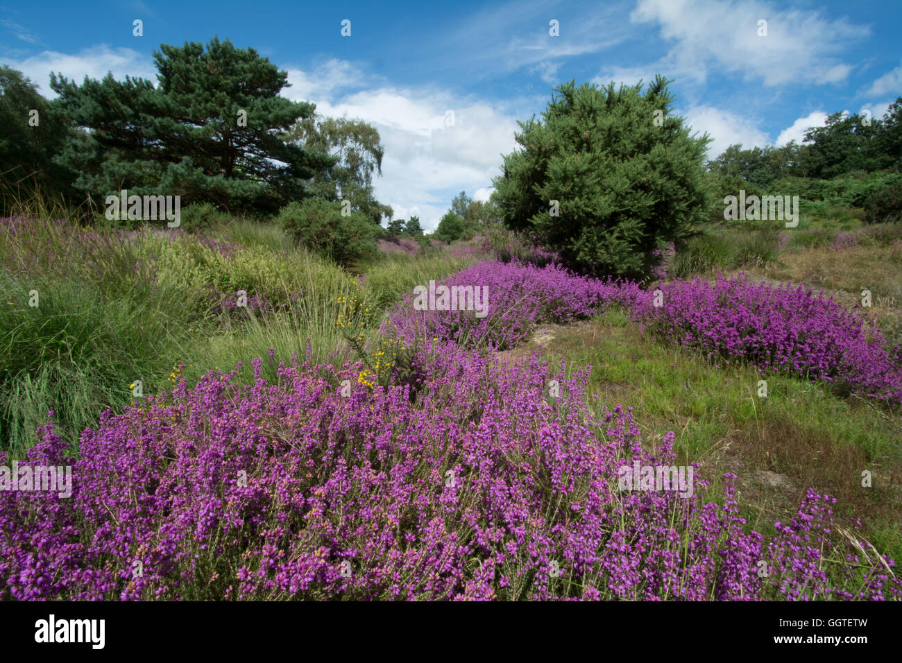 Colorful (colourful) heather-covered hilly landscape scene in Surrey ...