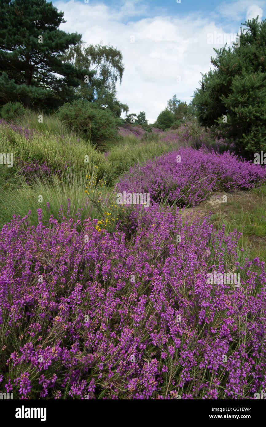Colorful (colourful) heather-covered hilly landscape scene in Surrey ...