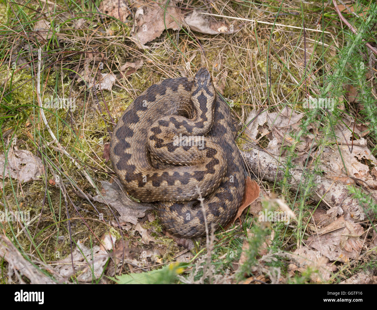 Female adder hi-res stock photography and images - Alamy