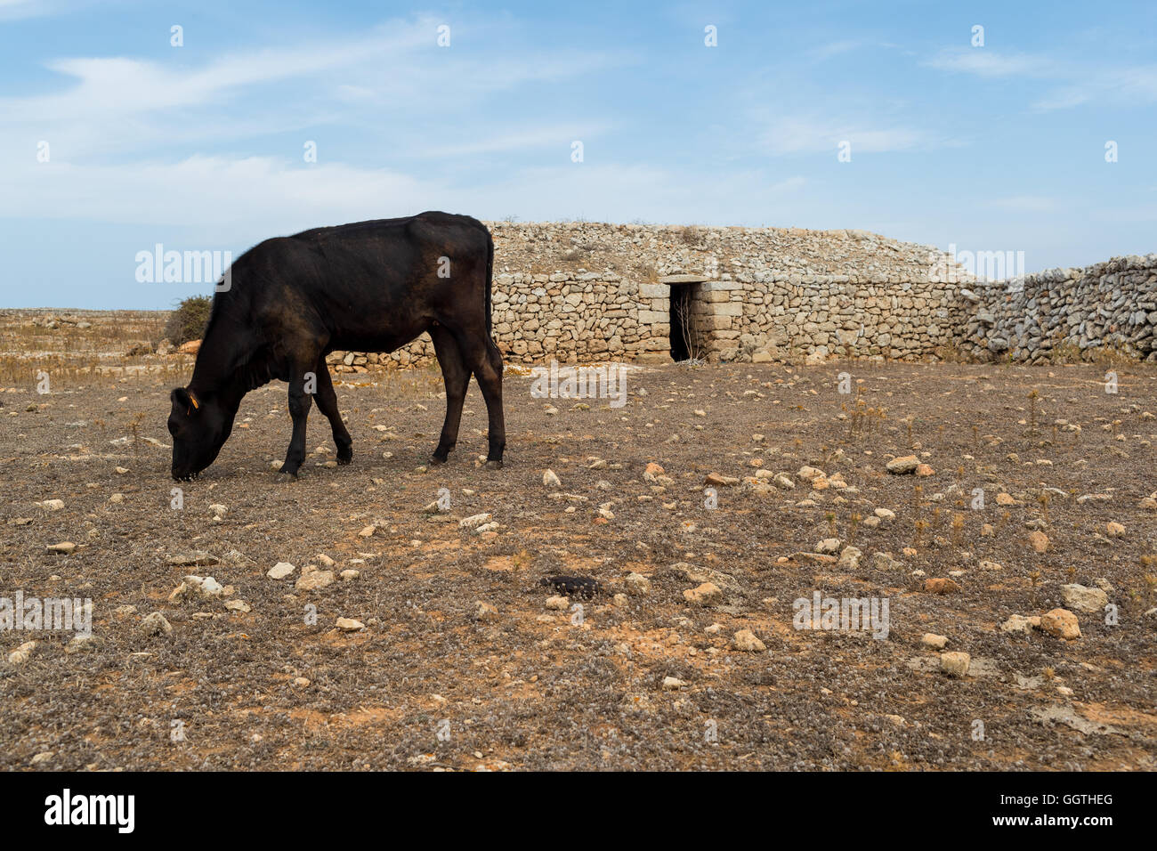 Cow in front of an ancient Minorcan farm house Stock Photo - Alamy