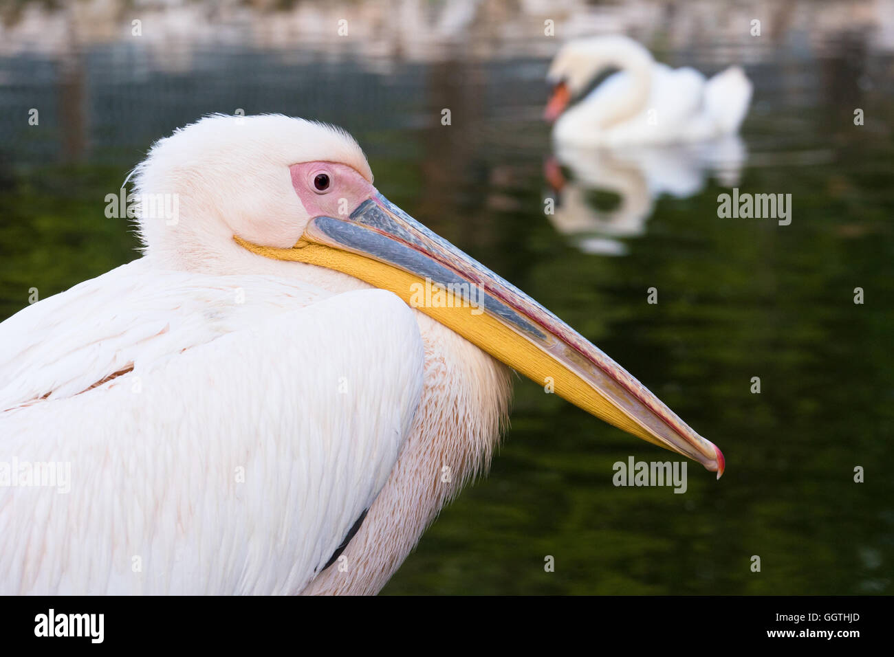 pelican on the background of the lake and floating white swan Stock ...