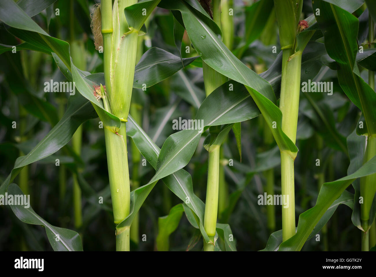 Maize stem hi-res stock photography and images - Alamy