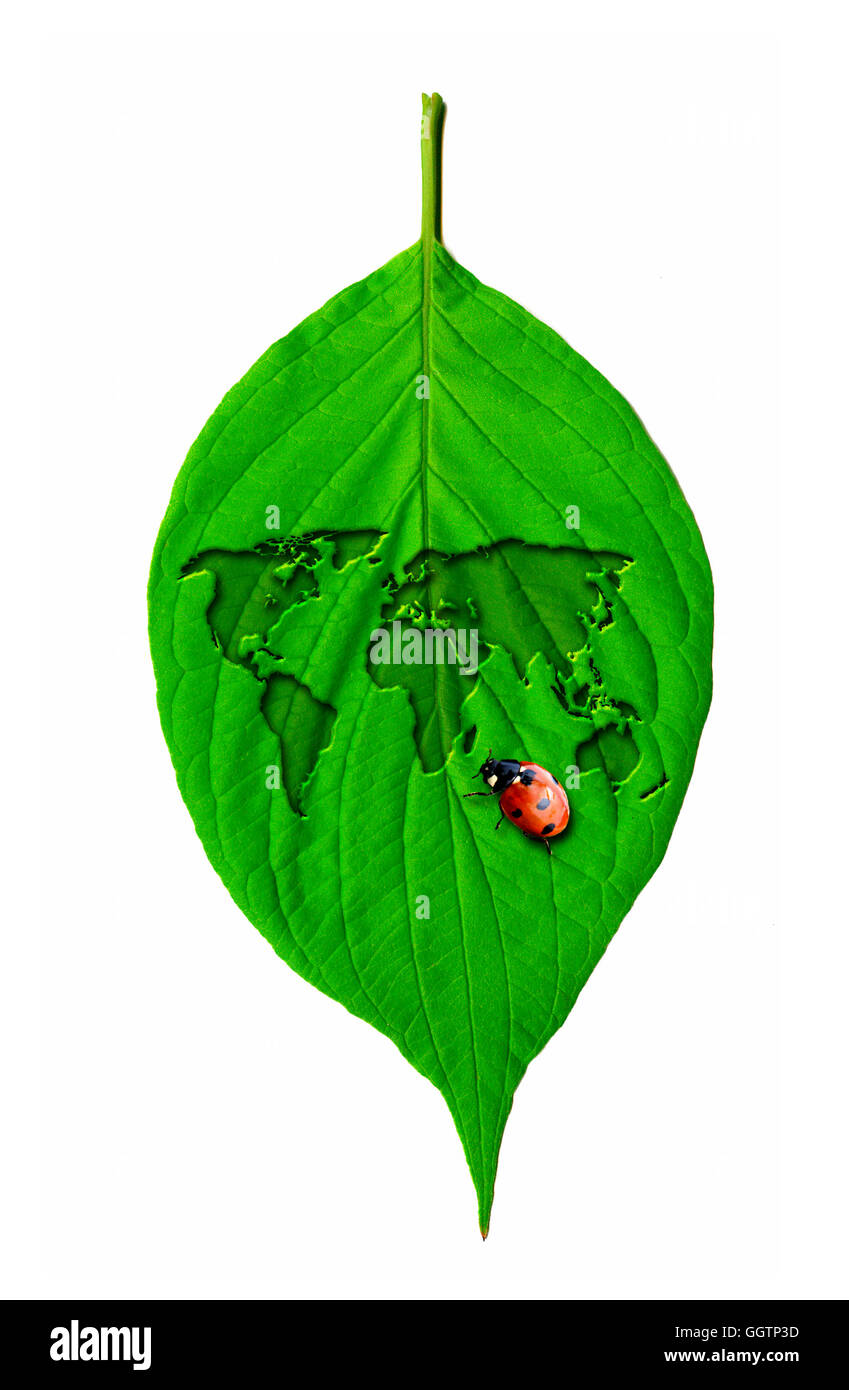 ladybug on a leaf with a world map, environment protection concept ...