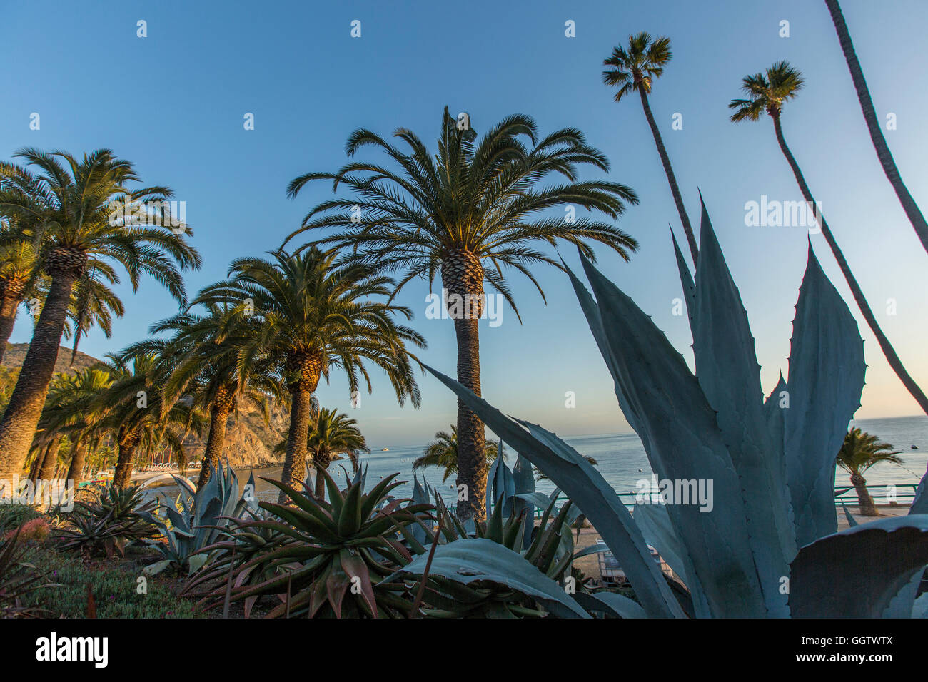 Palm trees at ocean waterfront Stock Photo - Alamy