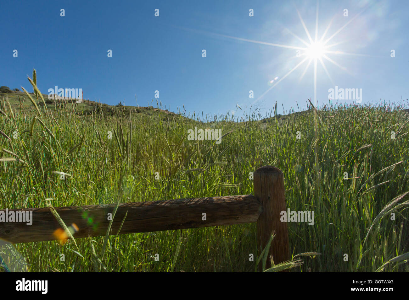 Tall grass hi-res stock photography and images - Alamy