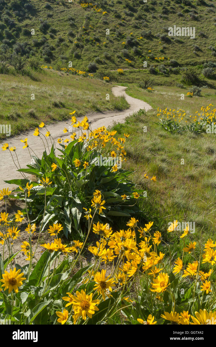 Yellow flowers and dirt path in rolling landscape Stock Photo - Alamy