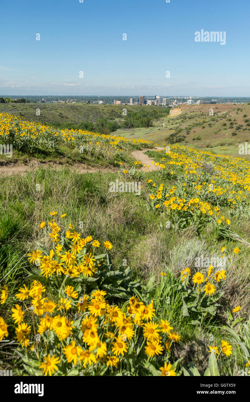 Yellow flowers and dirt path in rolling landscape near city Stock Photo ...