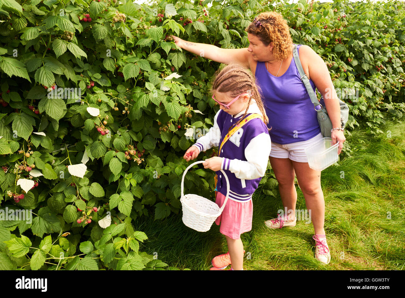 Child picking raspberries uk hi-res stock photography and images - Alamy