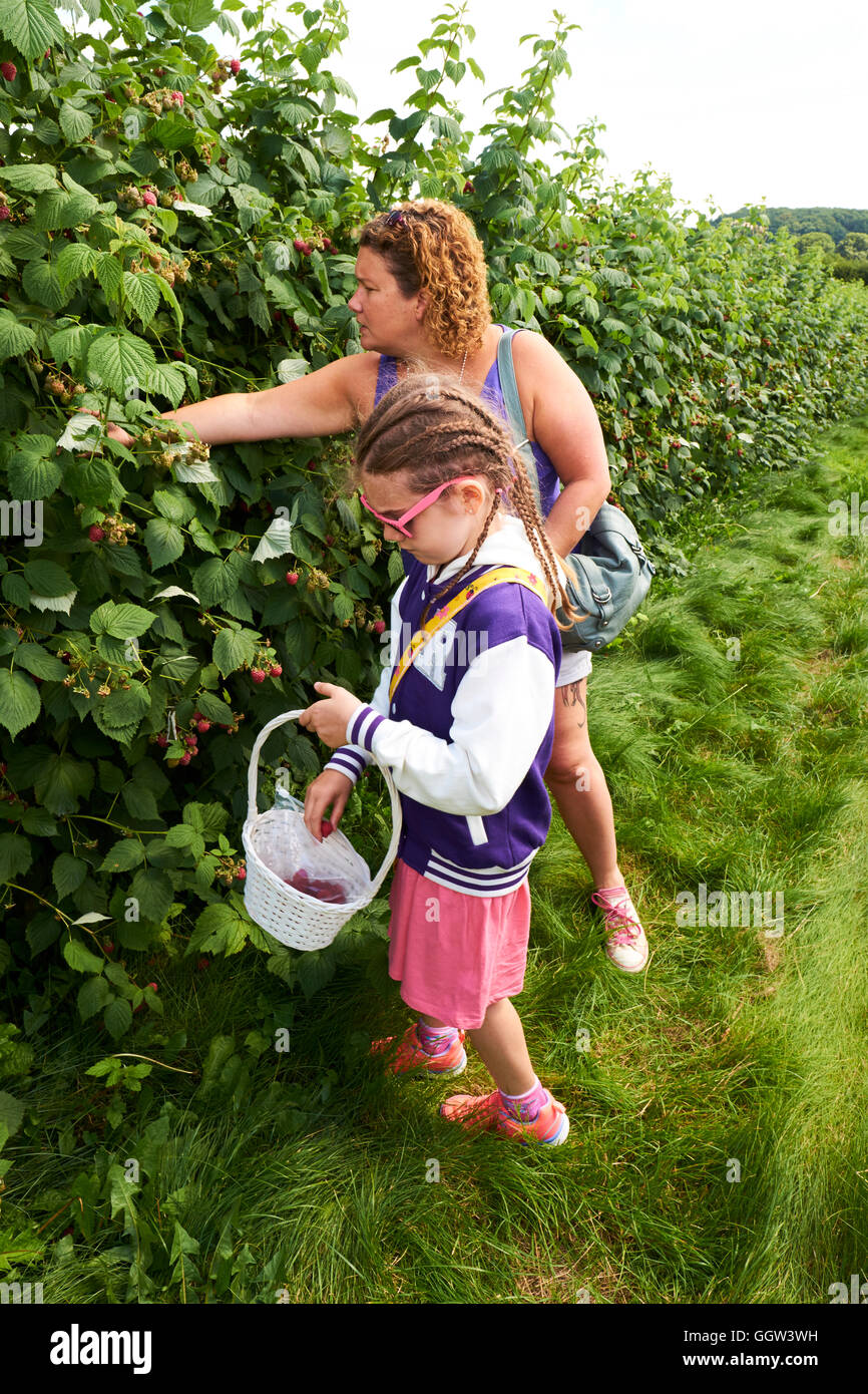Mother And Daughter Picking Raspberries At A Pick Your Own Soft Fruit ...