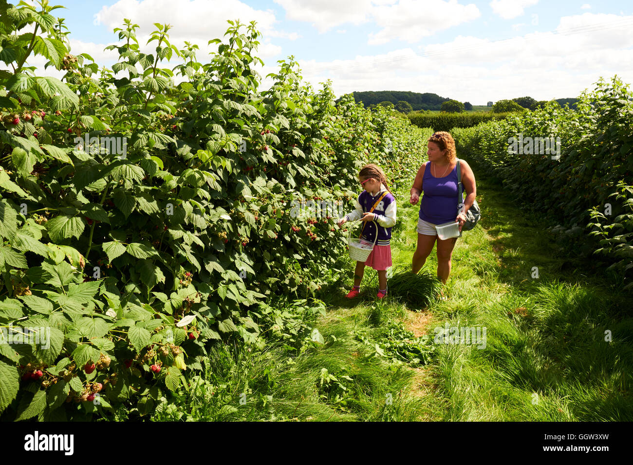 Mother And Daughter Picking Raspberries At A Pick Your Own Soft Fruit ...