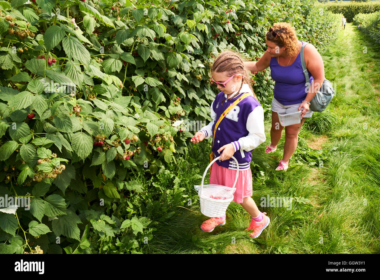 Mother And Daughter Picking Raspberries At A Pick Your Own Soft Fruit ...