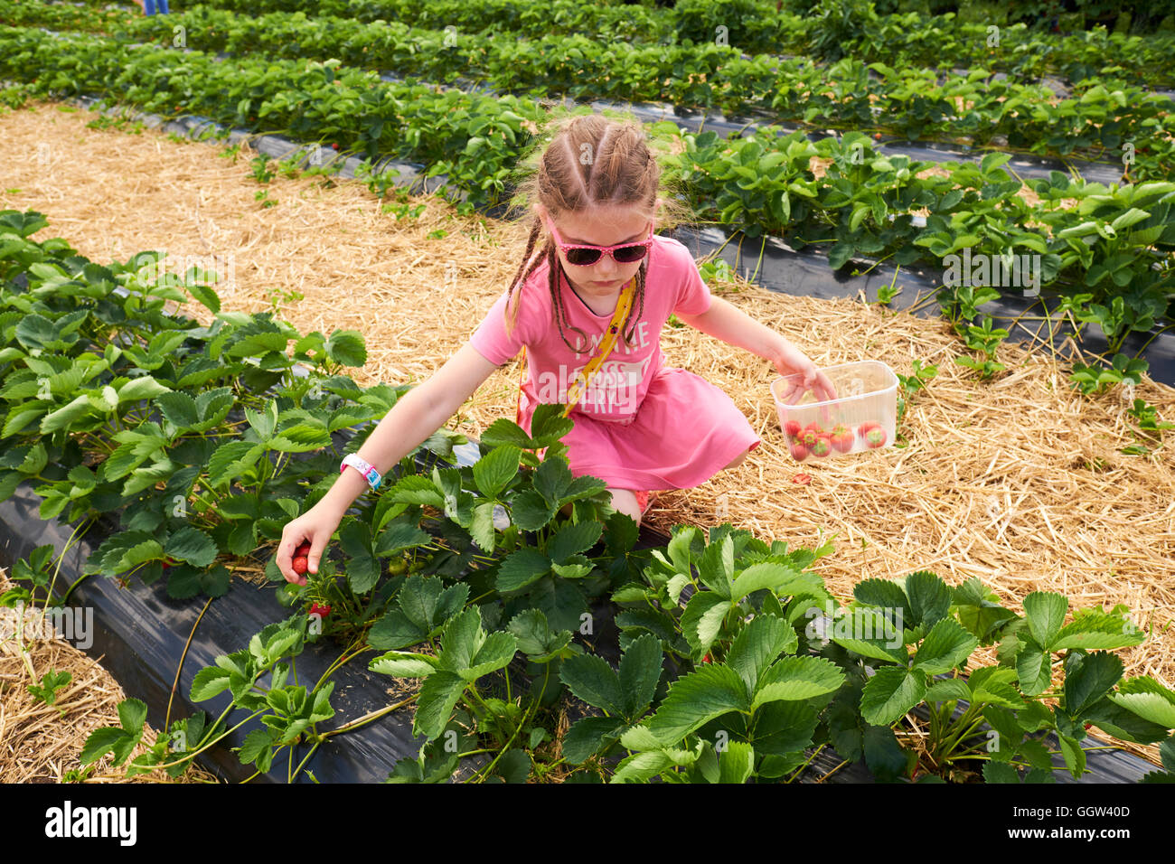 Strawberry farm uk hi-res stock photography and images - Alamy