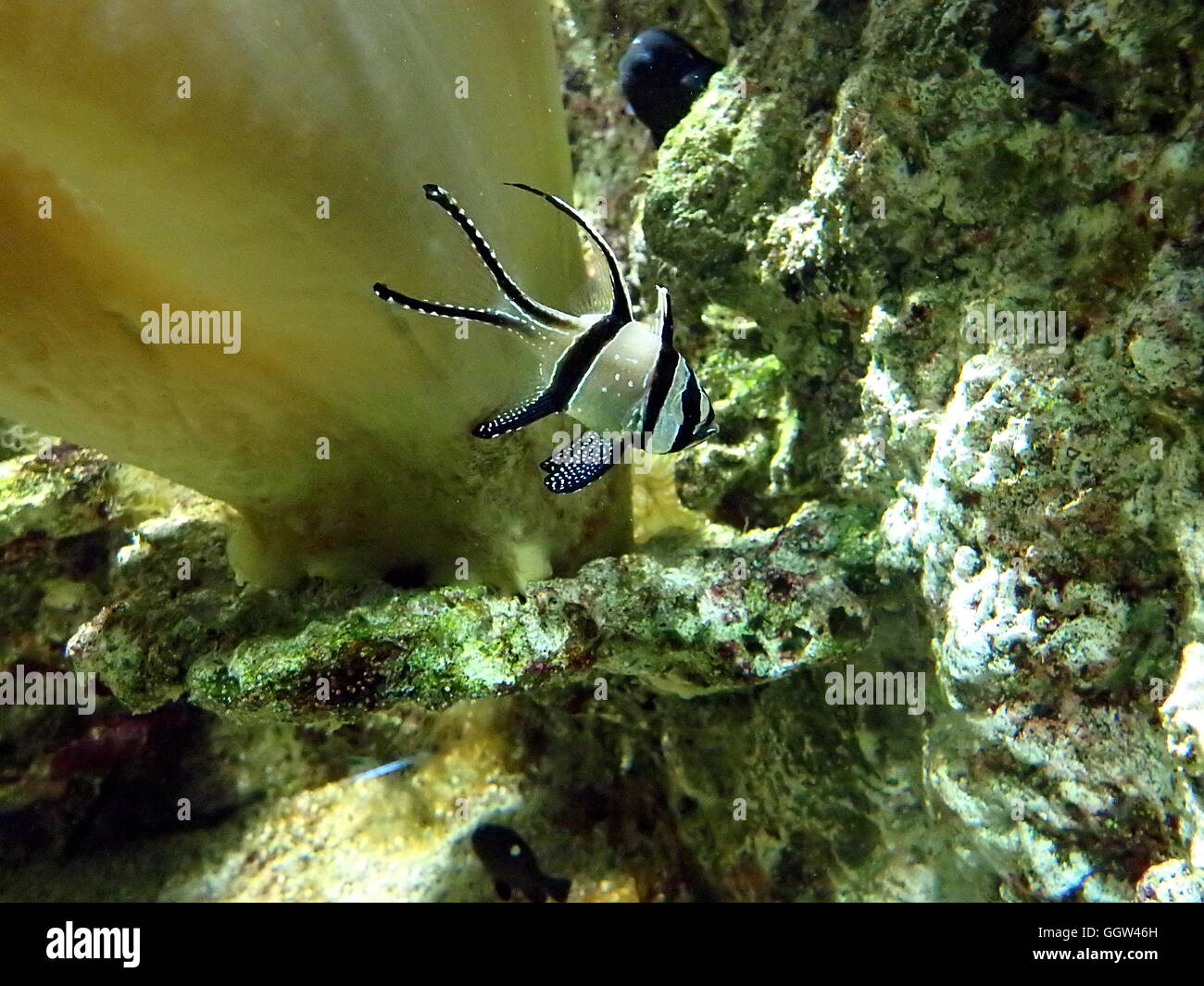 Banggai cardinal fish aquarium marine fish Stock Photo - Alamy