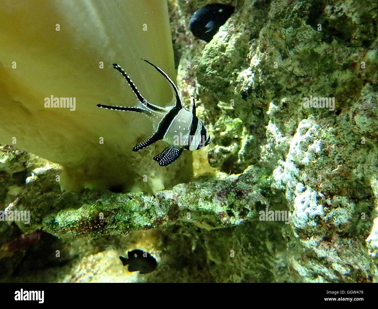 Banggai cardinal fish aquarium marine fish Stock Photo - Alamy