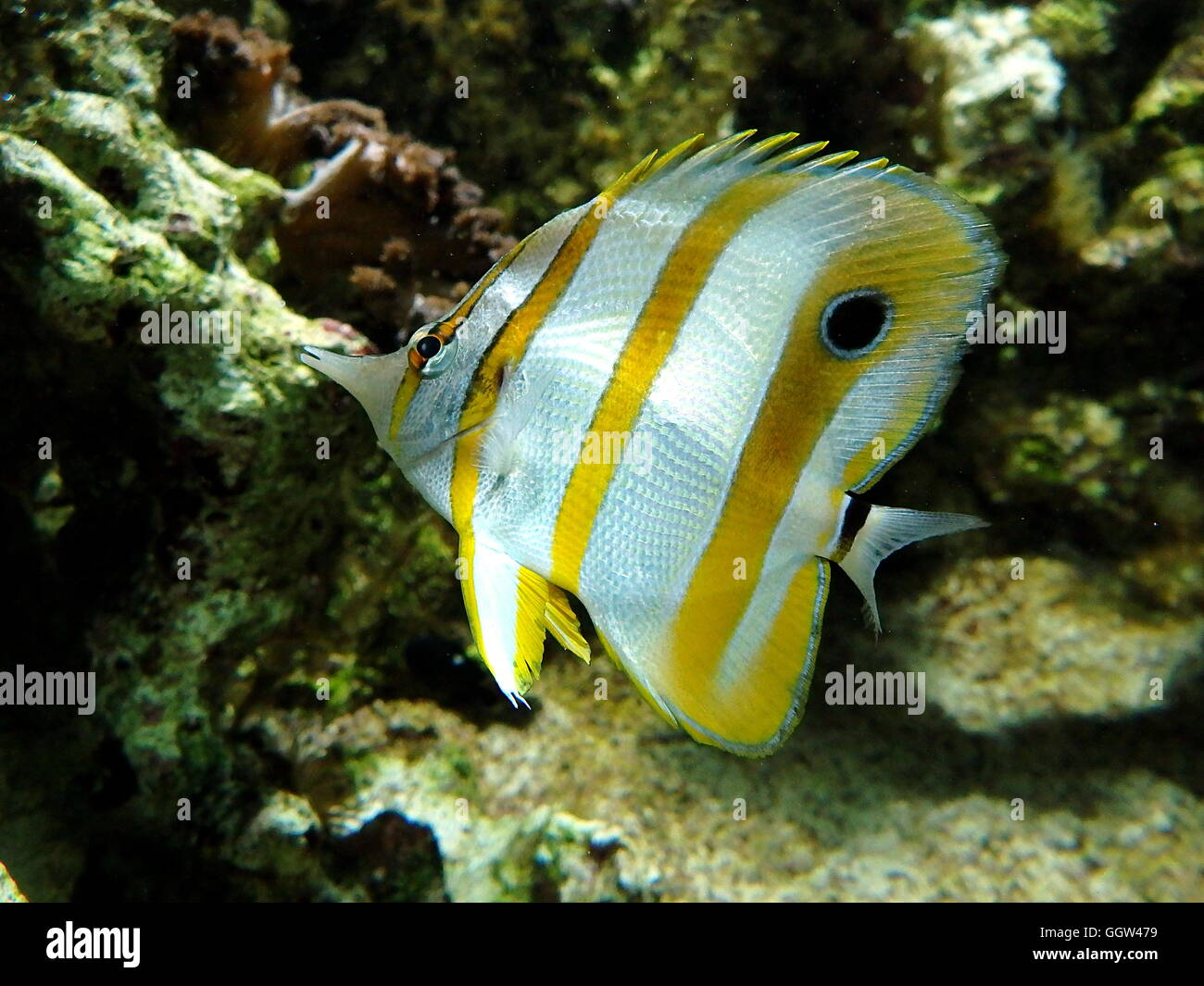 yellow white fish, Butterfly Fish Stock Photo - Alamy