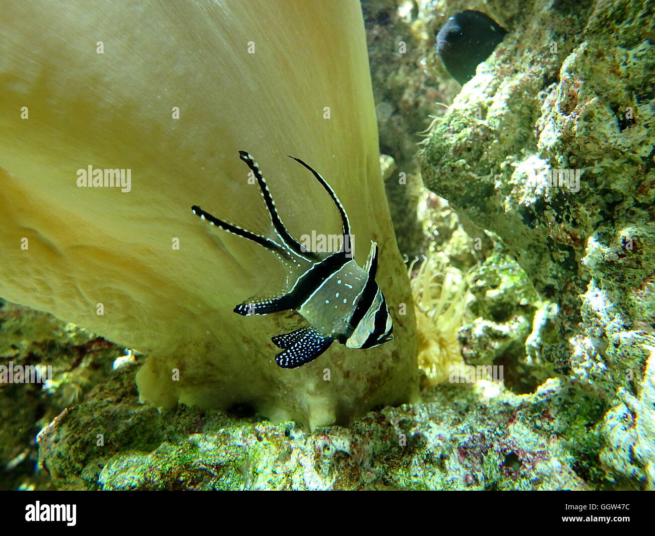 Banggai cardinal fish hi-res stock photography and images - Alamy