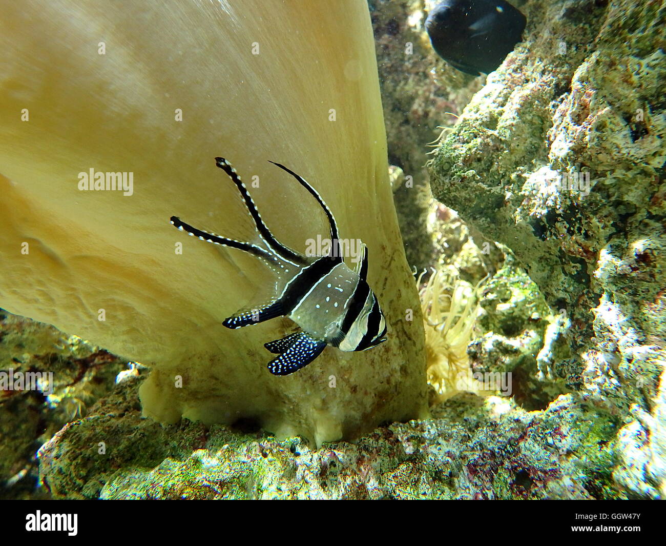 Banggai cardinal fish aquarium marine fish Stock Photo - Alamy