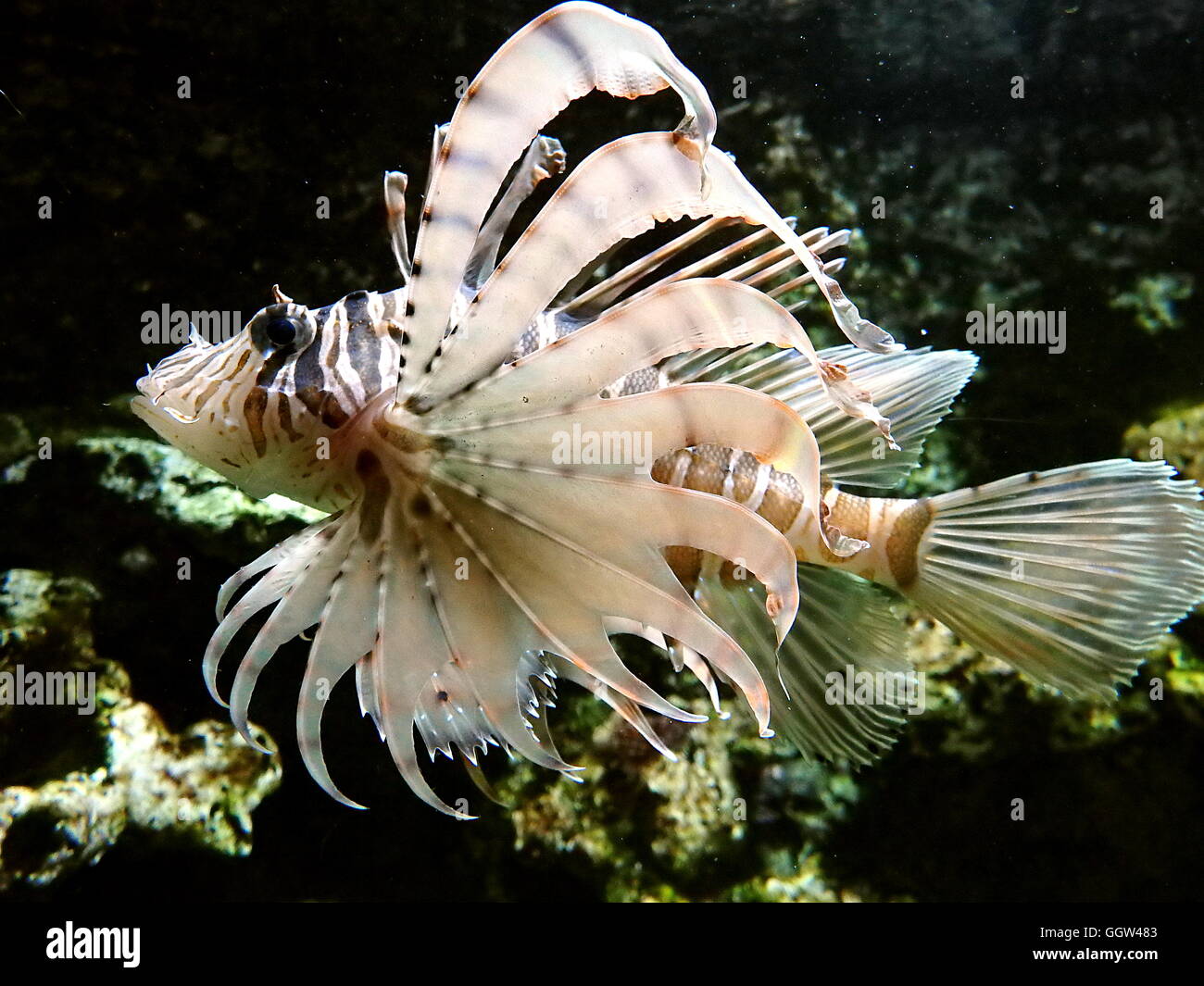 floating poisonous fish, lionfish Stock Photo - Alamy