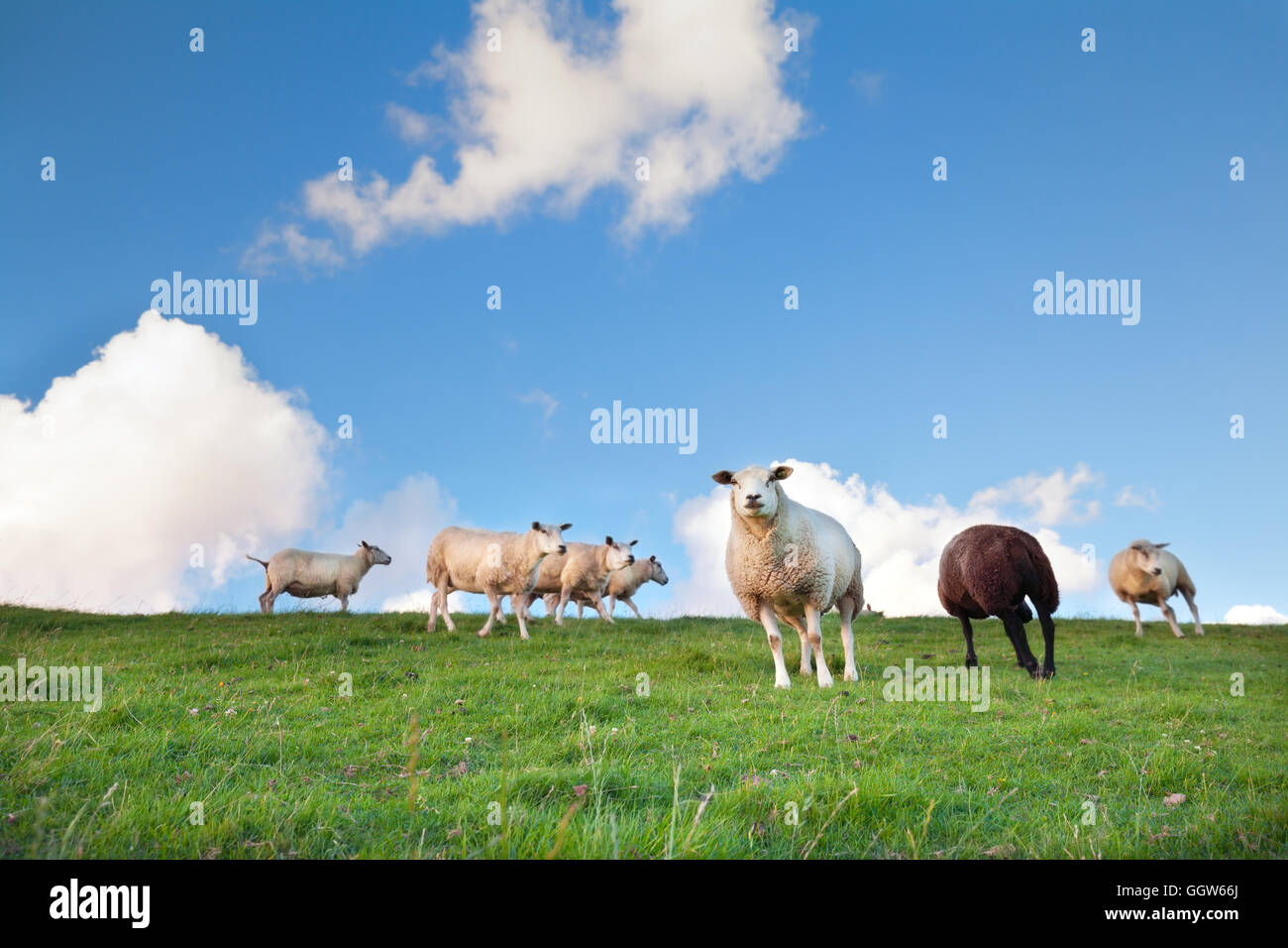 Sheep on grass with blue sky hi-res stock photography and images - Alamy