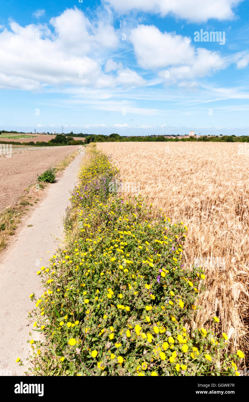 Vertical with crop margin hi-res stock photography and images - Alamy