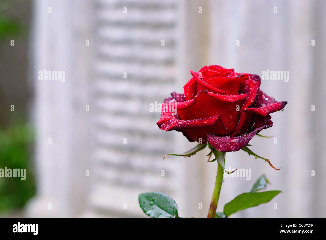 Reflection of rose hi-res stock photography and images - Alamy