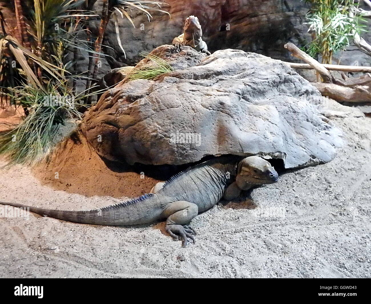 lizards , little brown dragon Stock Photo - Alamy