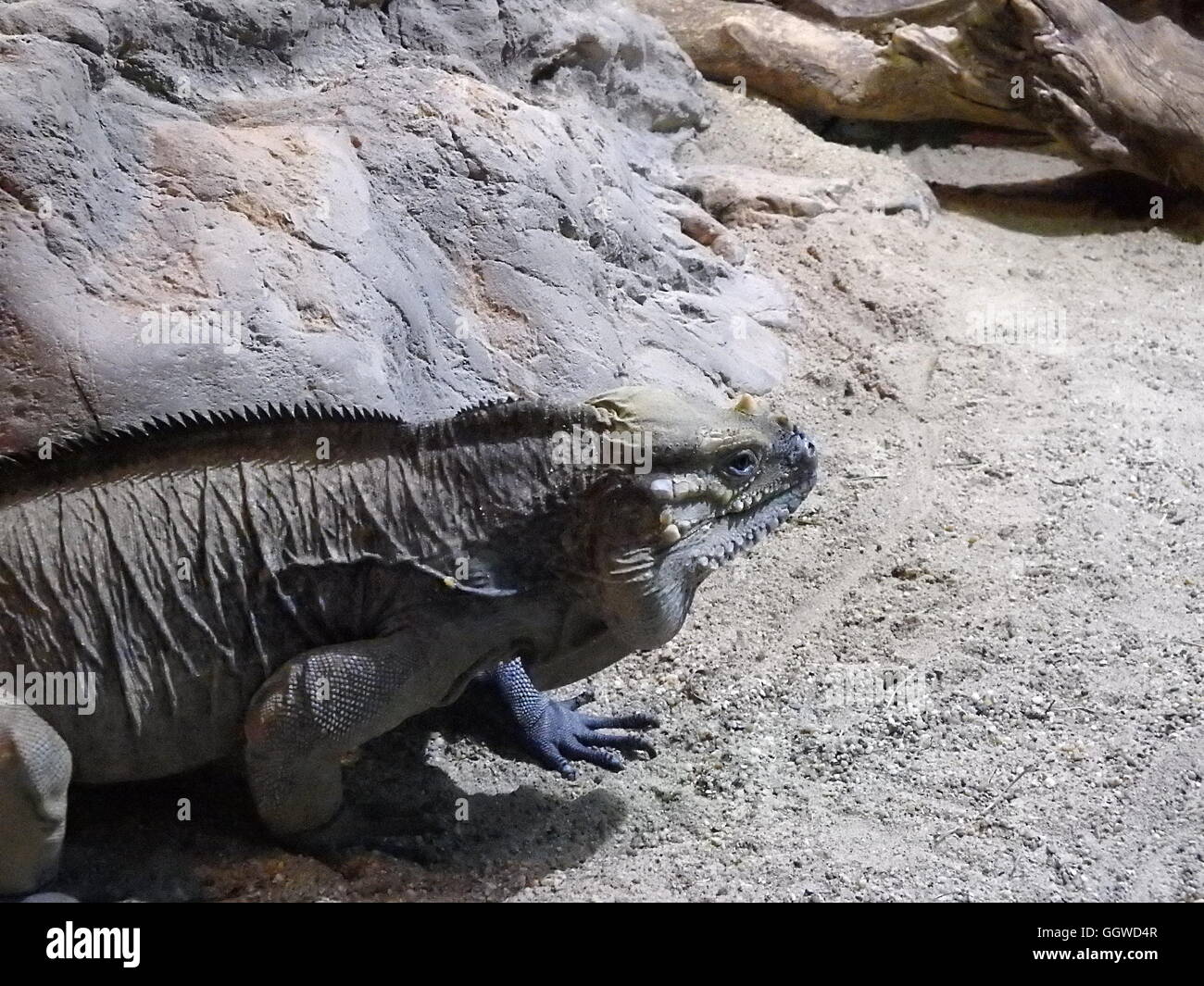 lizards , little brown dragon Stock Photo - Alamy