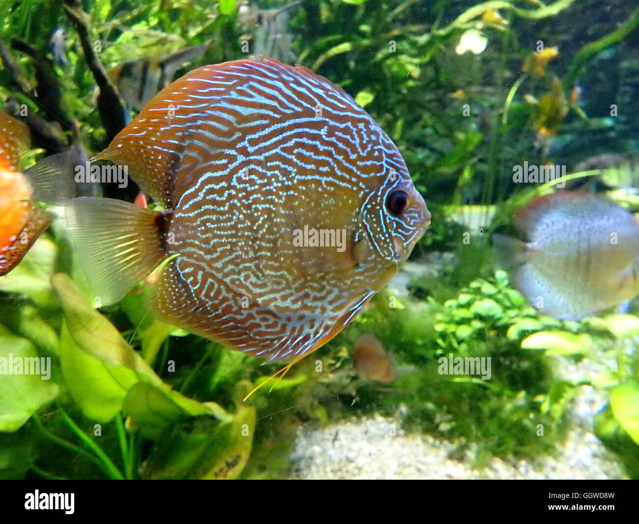 discus fish, colorful tropical discus fish Stock Photo - Alamy