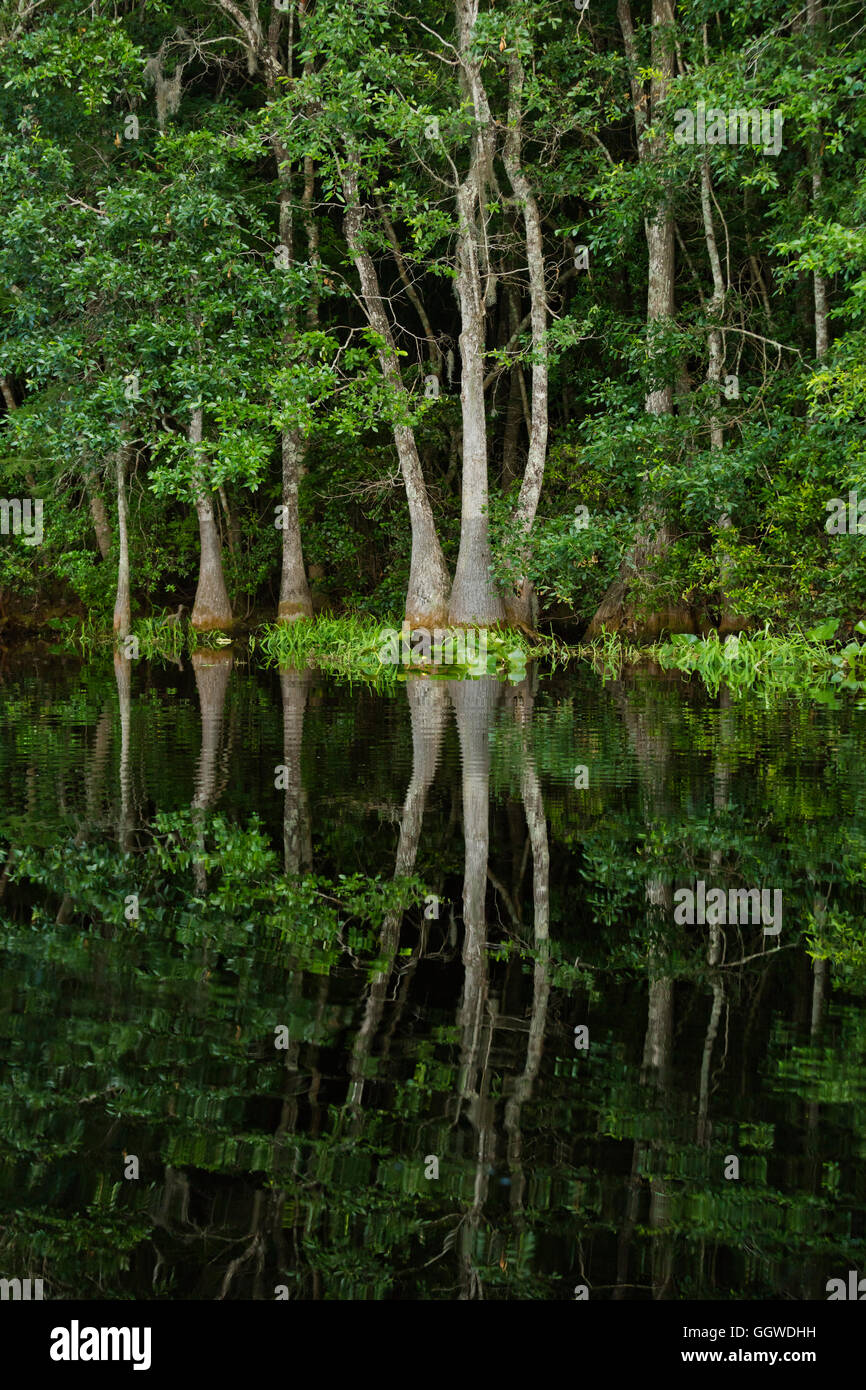The OKEFENOKEE SWAMP National Wildlife Refuge can be explored through ...