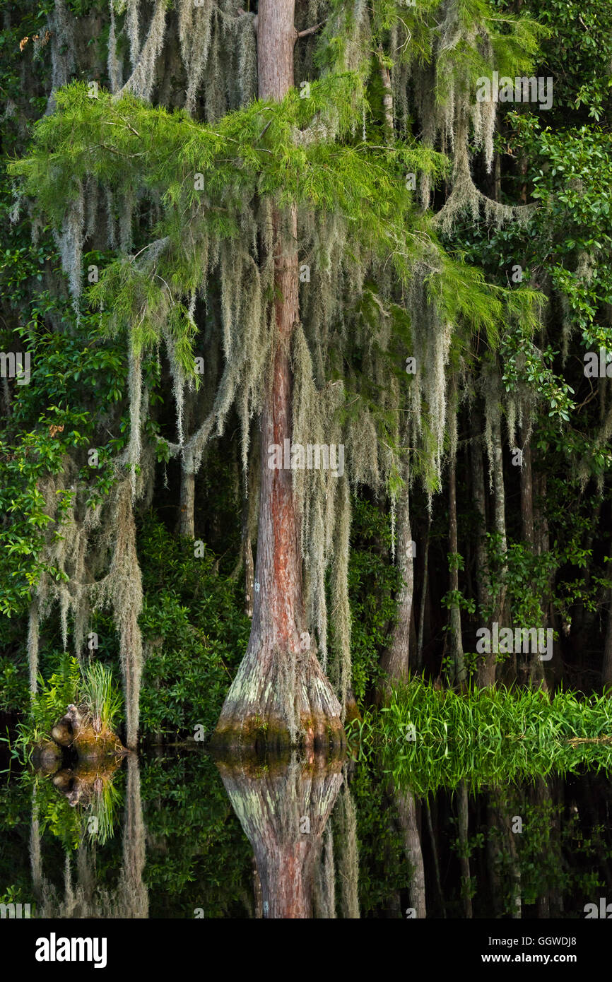 BALD CYPRESS trees in the OKEFENOKEE SWAMP National Wildlife Refuge ...